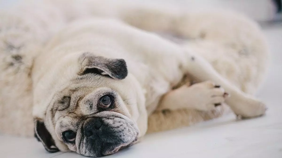 6-те најдобри кревети за кучиња од сите големини