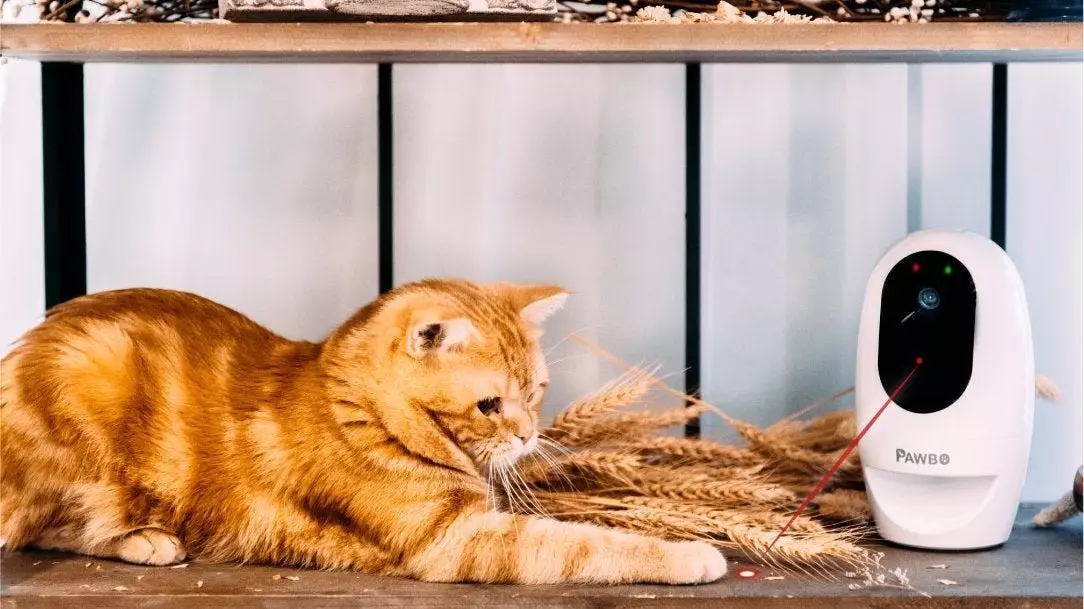 Kamerat më të mira të kafshëve shtëpiake për macet, qentë dhe pronarët e tyre të përkëdhelur
