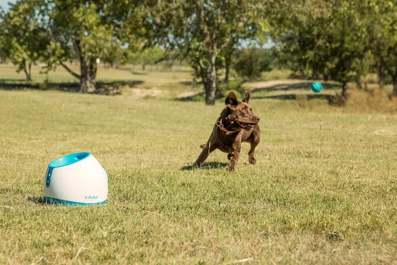 Quattro fantastici gadget per gli amanti dei cani indaffarati