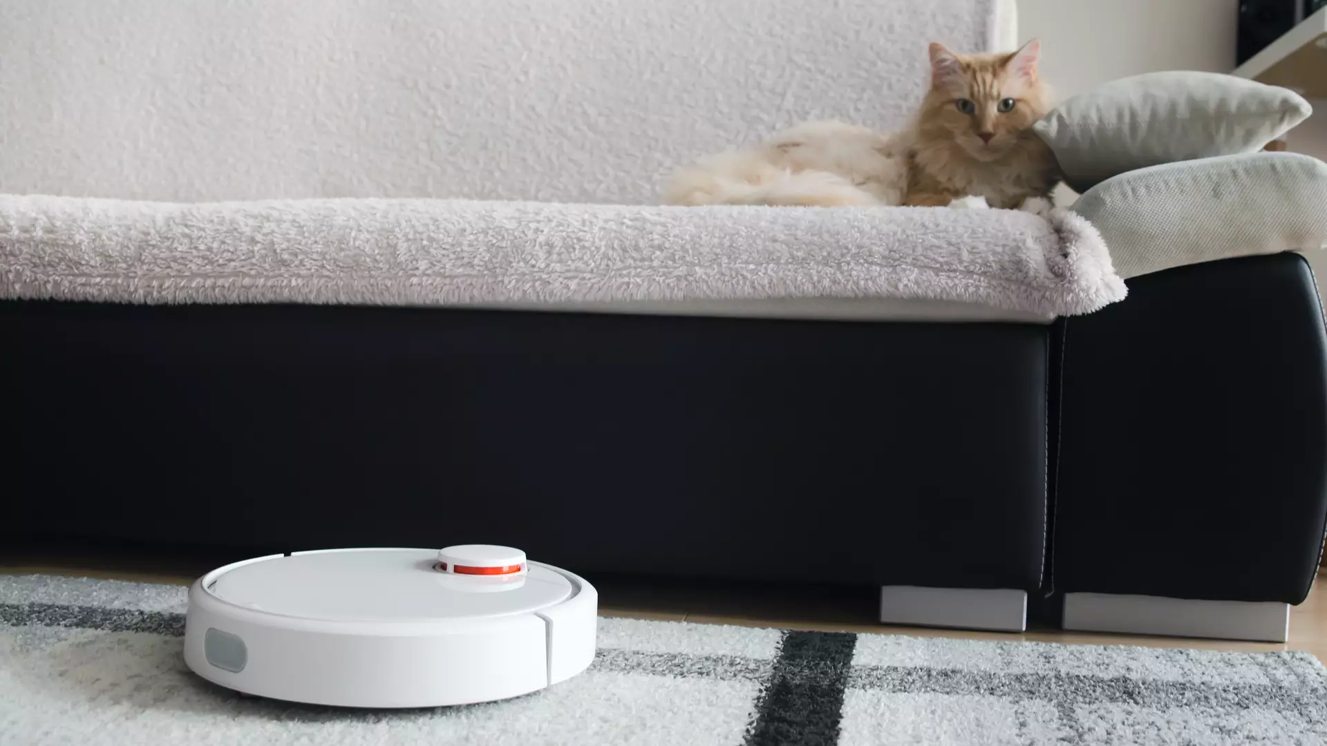 रोबोटिक वैक्यूम क्लीनर कमरे की सफाई करता है। सोफे पर बैठी बिल्ली।