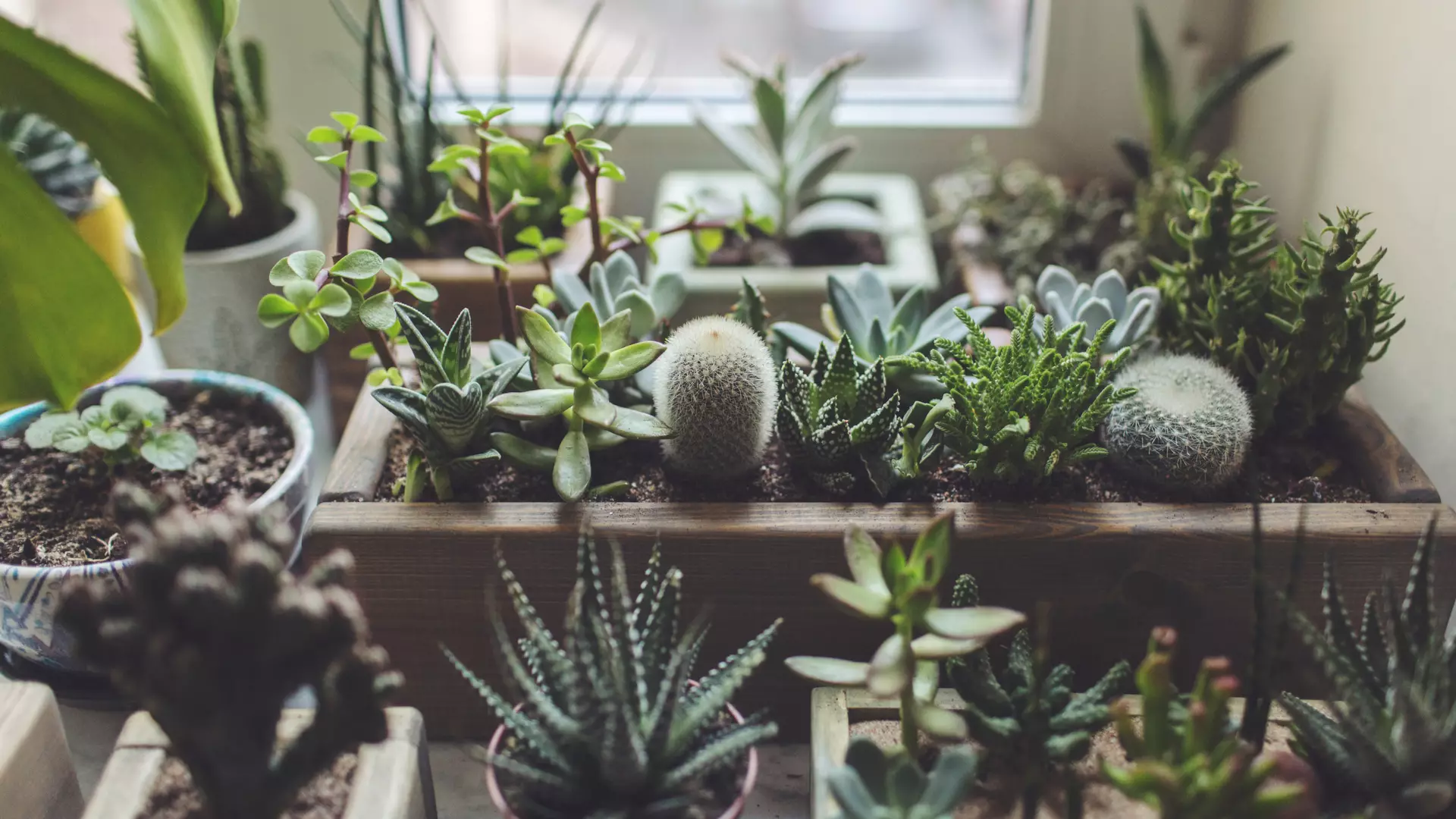 Hierdie Plant-intekeningbokse bring die natuur in jou huis
