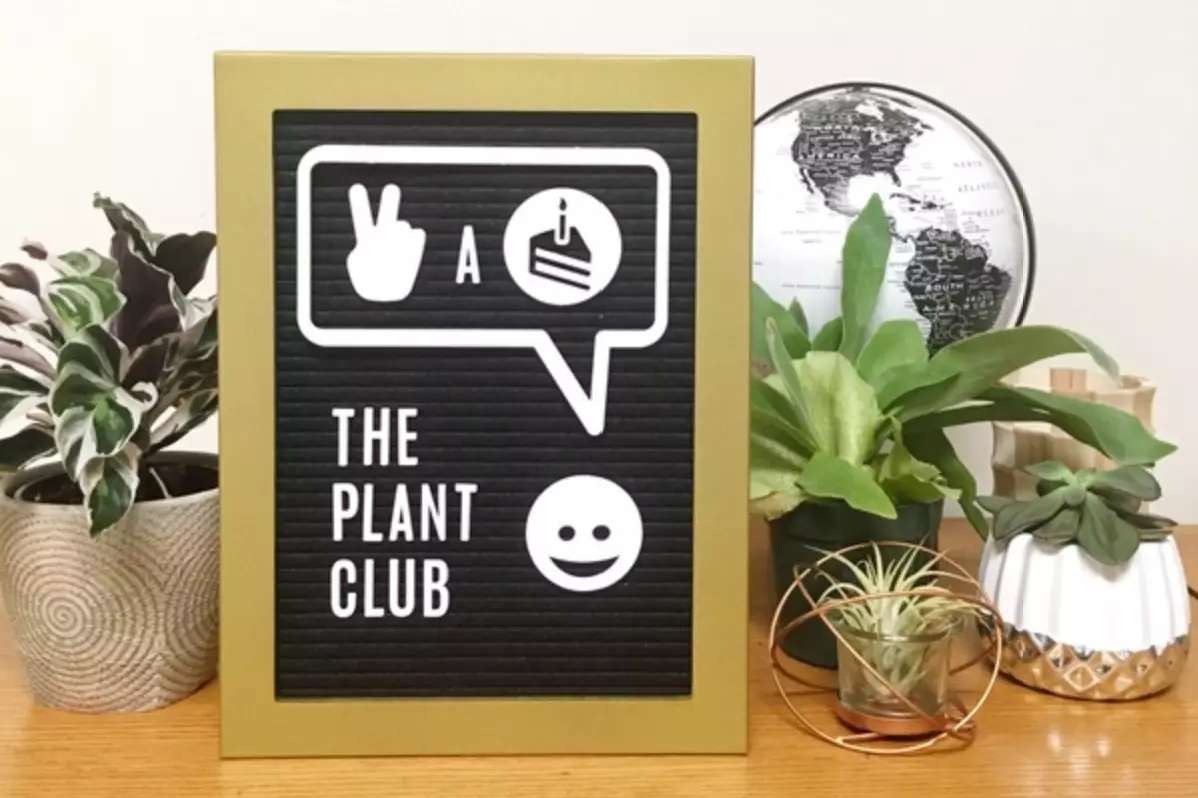 The Plant Club caja de suscripción mensual de plantas y macetas con estilo plantas de aire plantas de interior suculentas