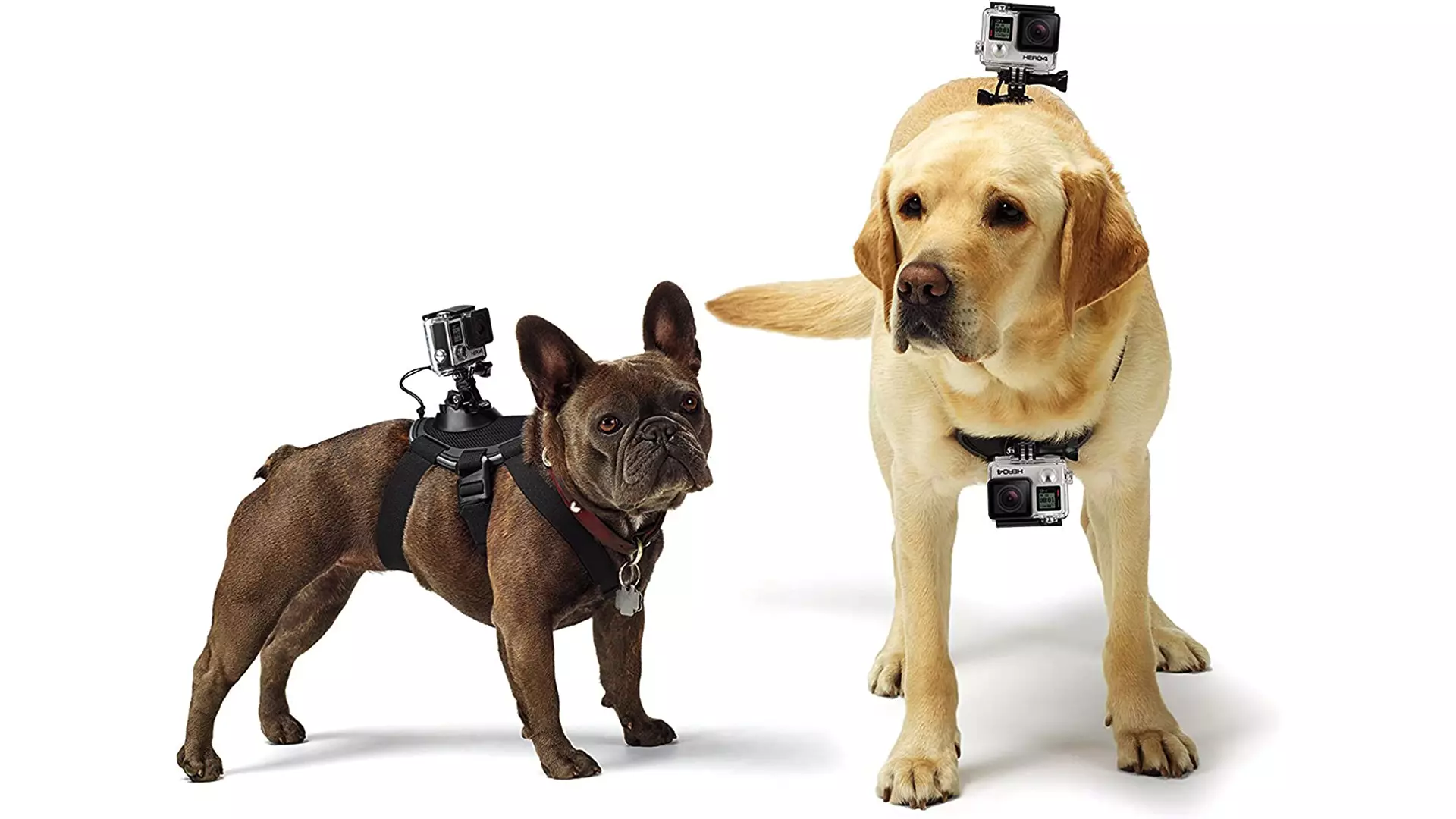 Çok hayal kırıklığına uğramış görünen iki köpek üzerinde GoPro köpek koşum takımı