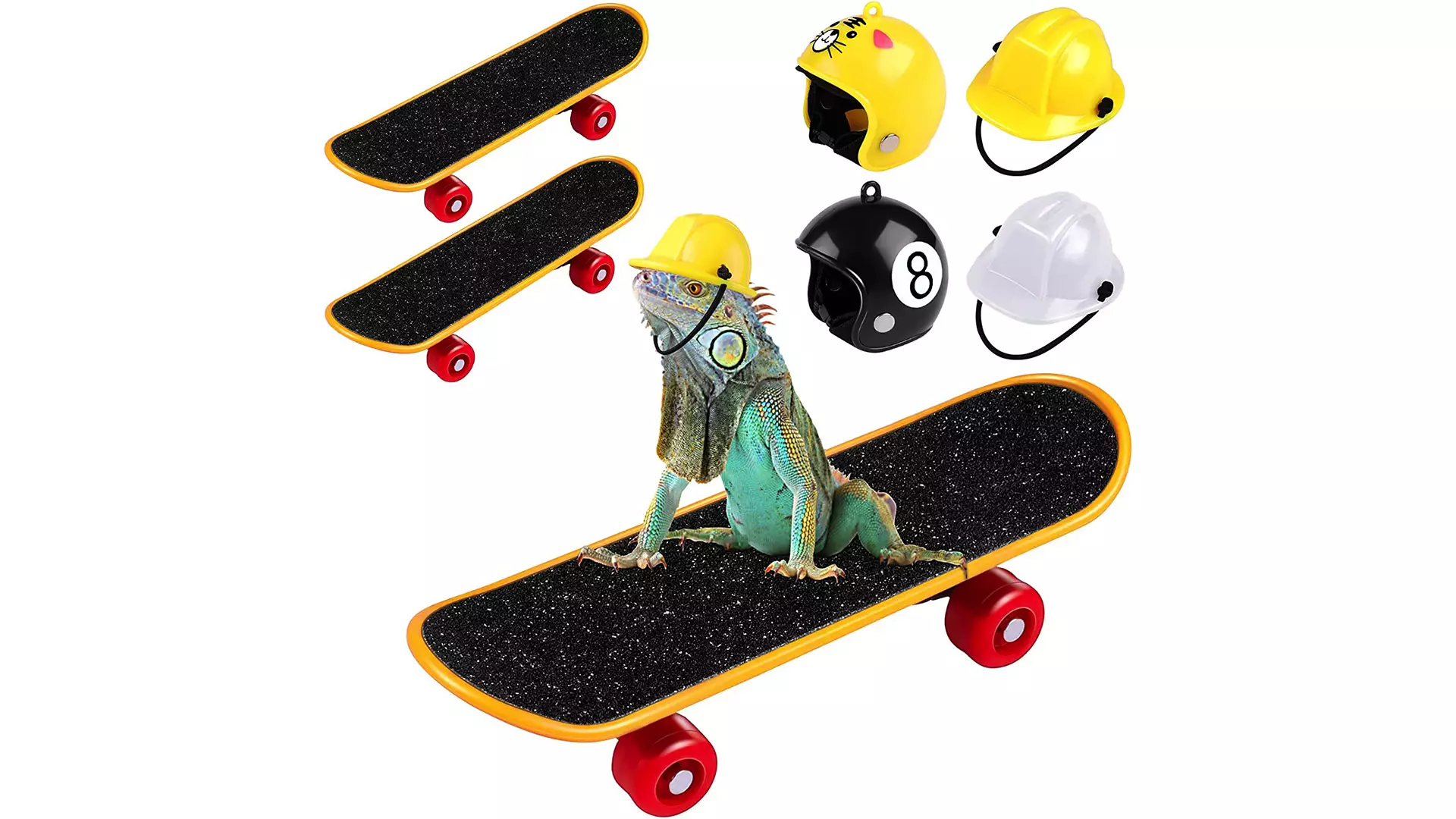 Una lucertola fotografata su uno skateboard e con indosso un casco