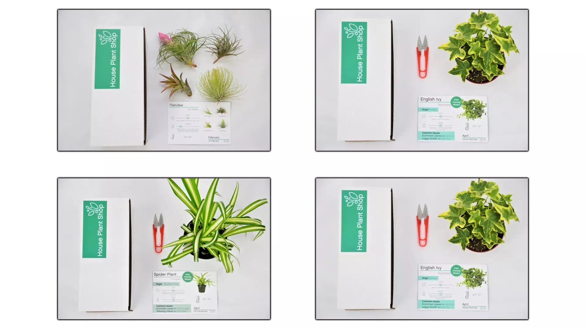 صور من Cratejoy Plant Box مع نباتات منزلية مختلفة