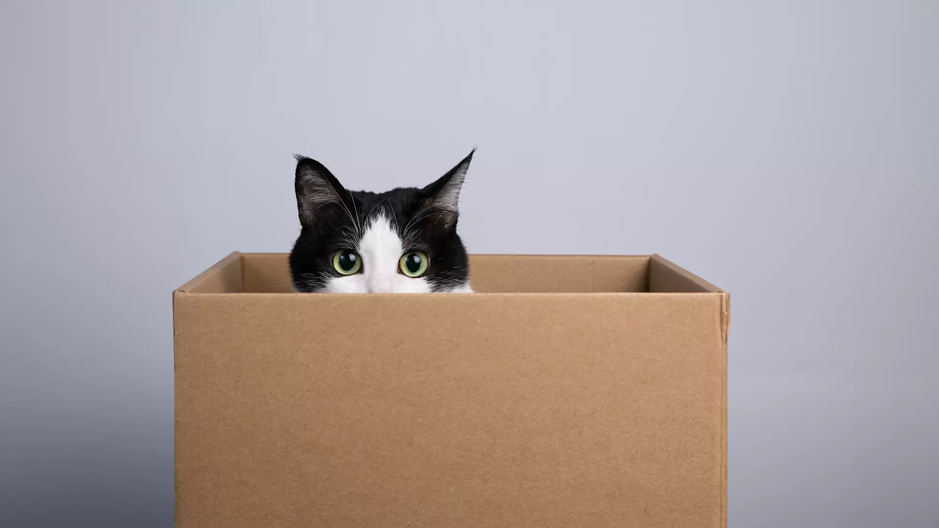 Najlepšie predplatné boxy pre majiteľov mačiek