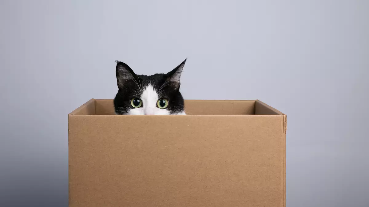 Um gato fofo espreitando de uma caixa de papelão