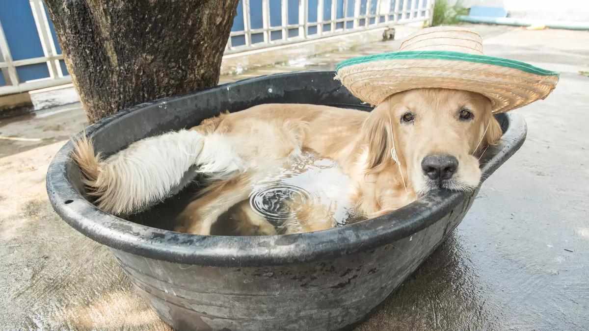 пас златни ретривер у малом базену уморан од летње врућине
