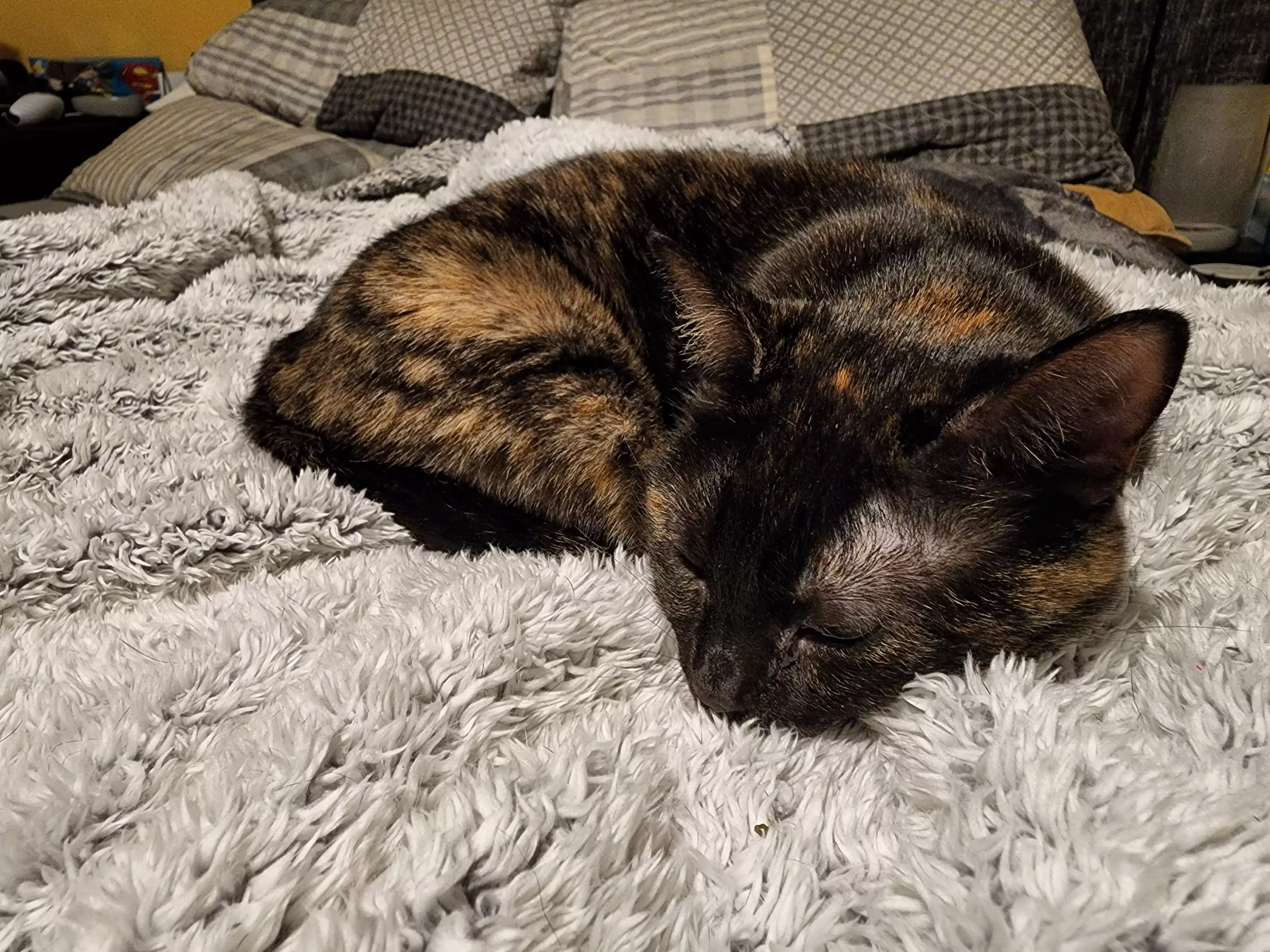 Un chat noir endormi