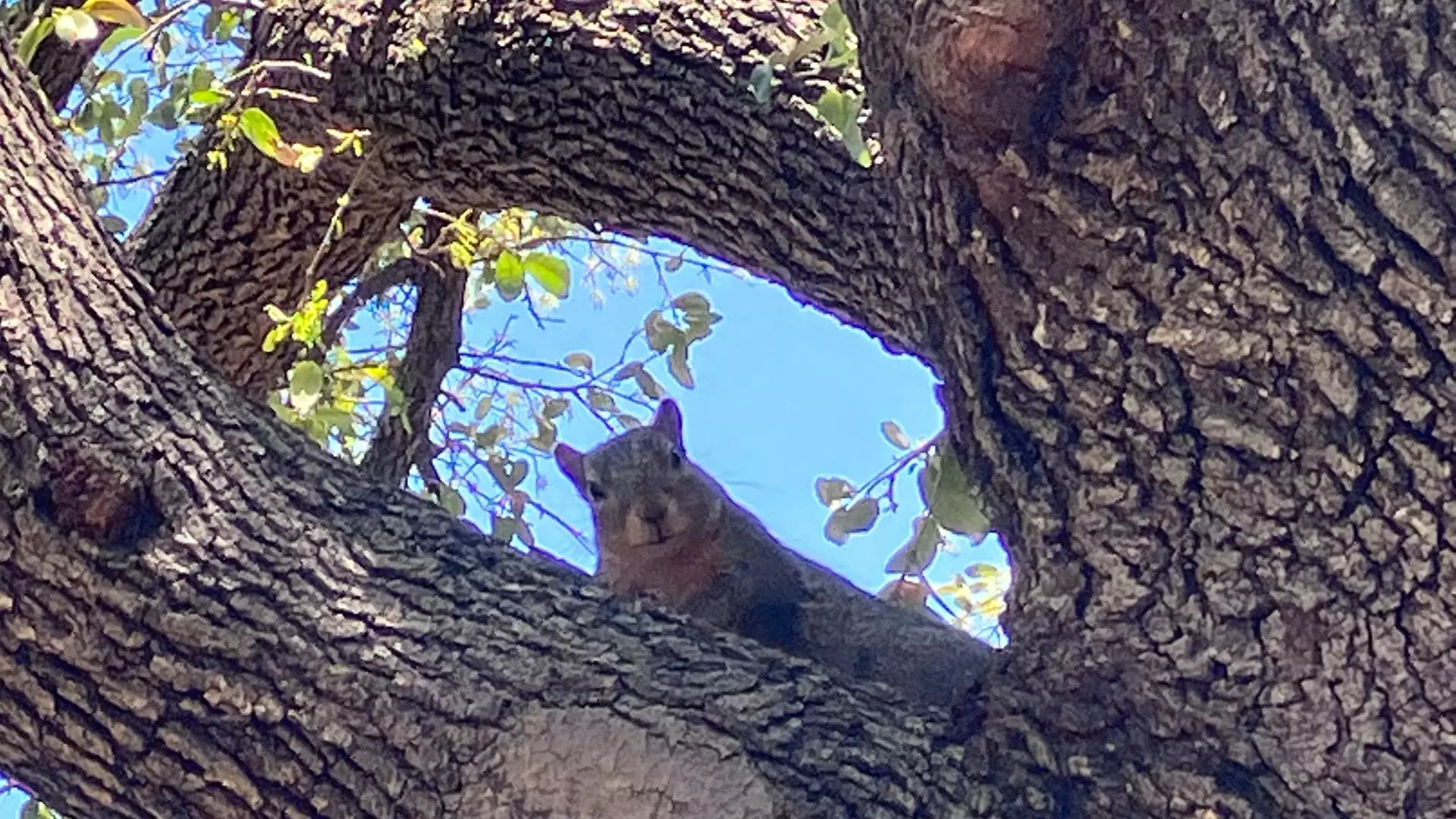 Veverica na drevesu