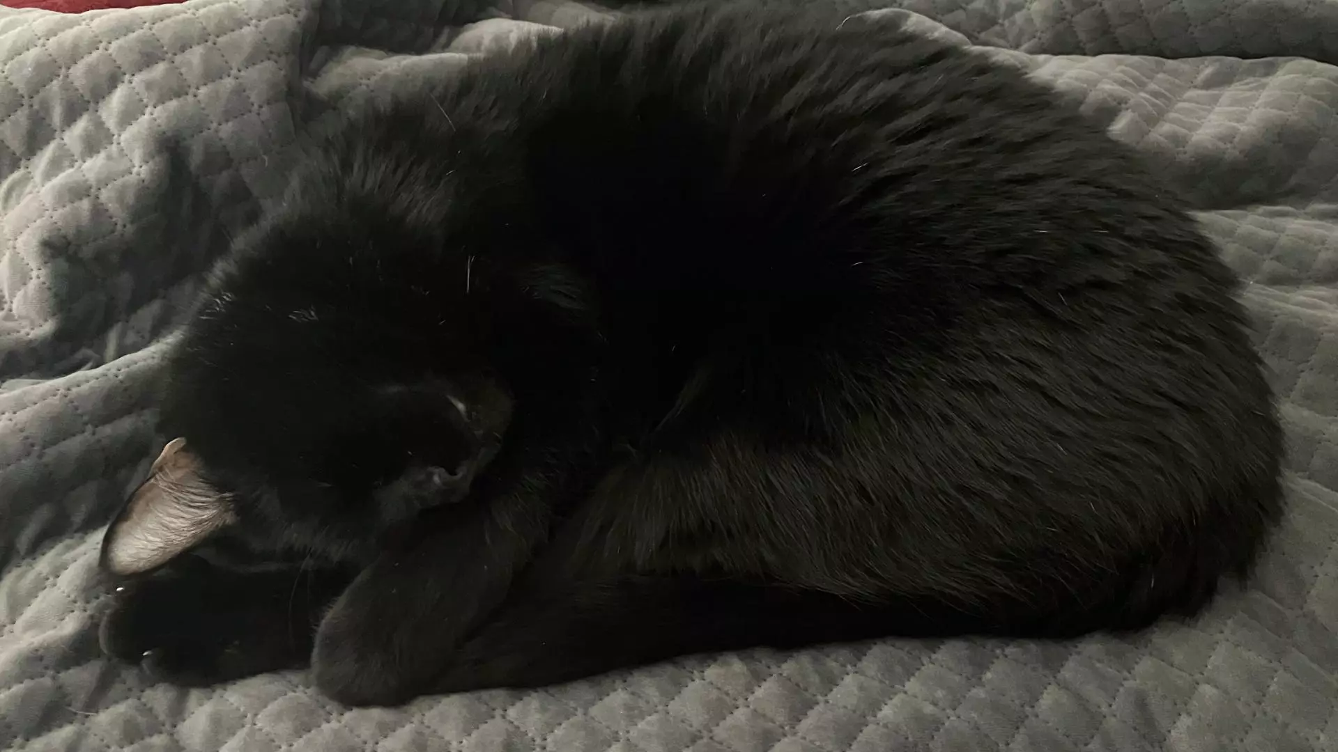 Котка спи на леглото