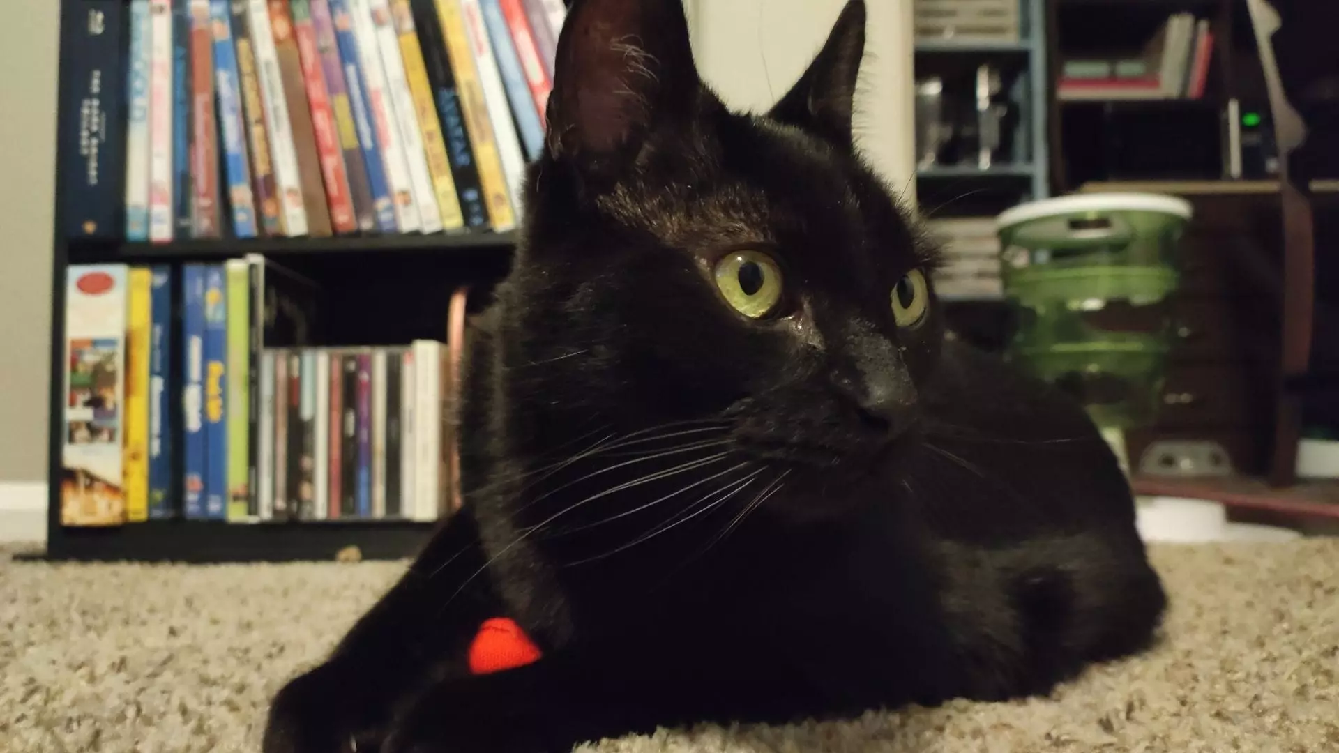 从红魔7游戏手机的主后置摄像头拍摄的黑猫照片