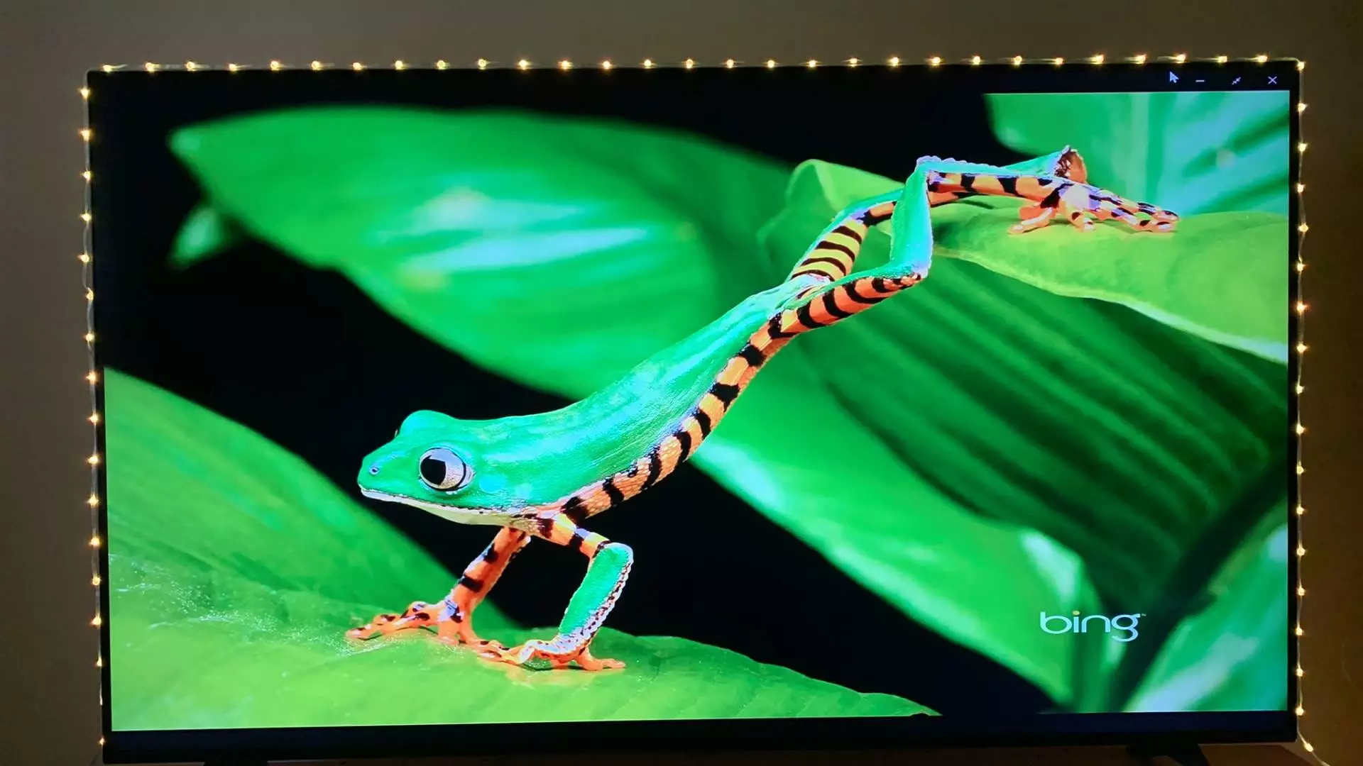 Twinkly Dots вокруг телевизора с изображением древесной лягушки