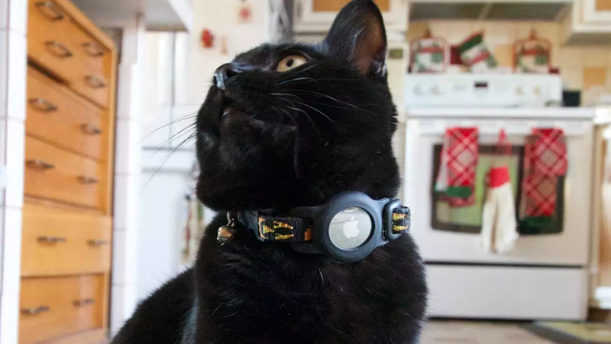 Црна мачка носи Apple AirTag.