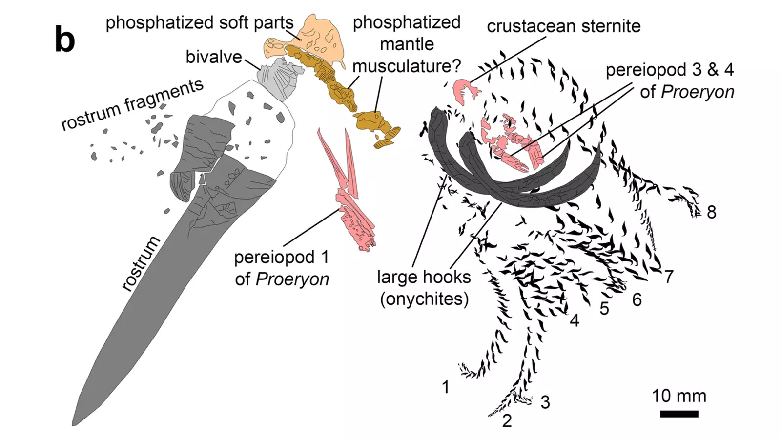 Diagram van die identifiseerbare fossielfragmente