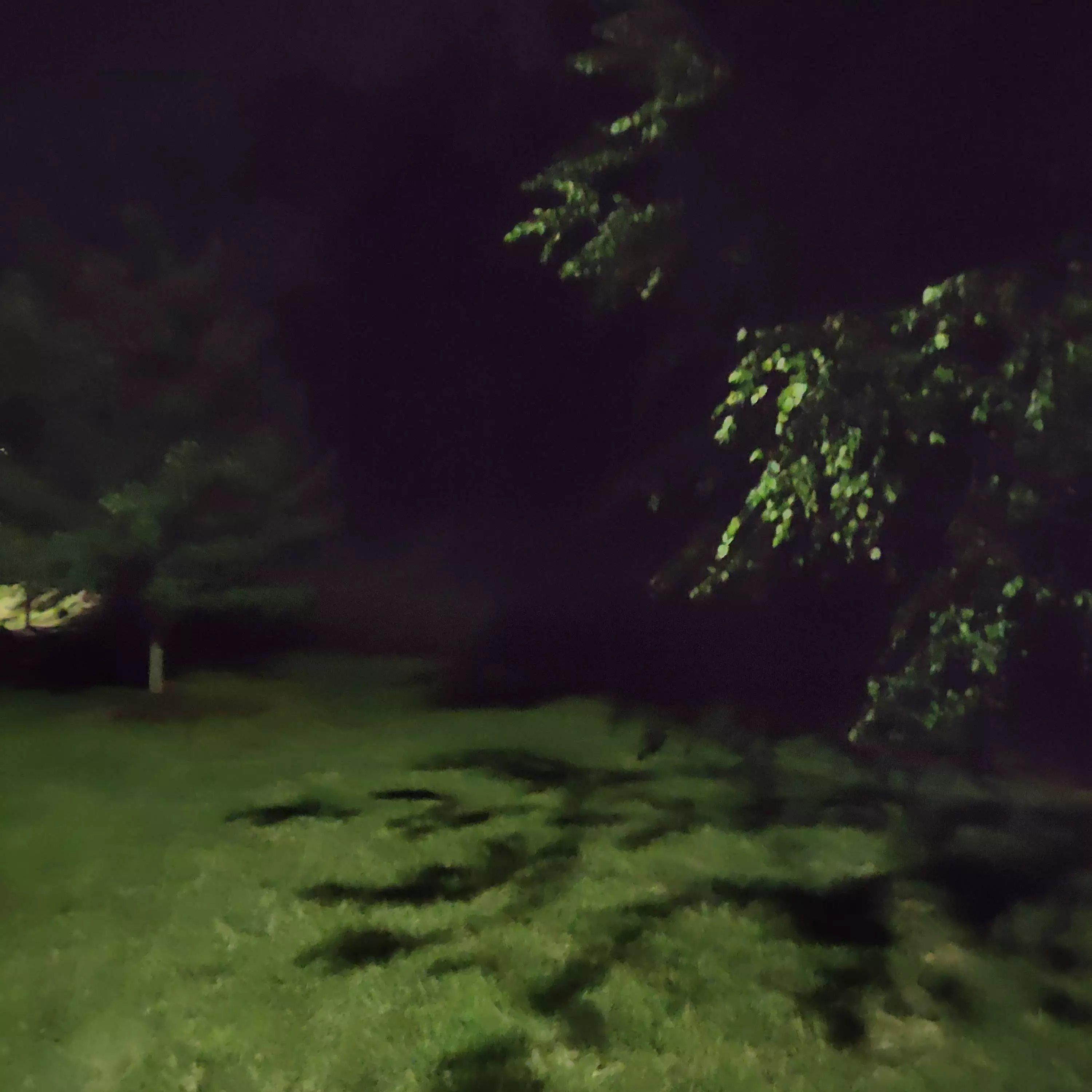 Bosc fotografiat de nit
