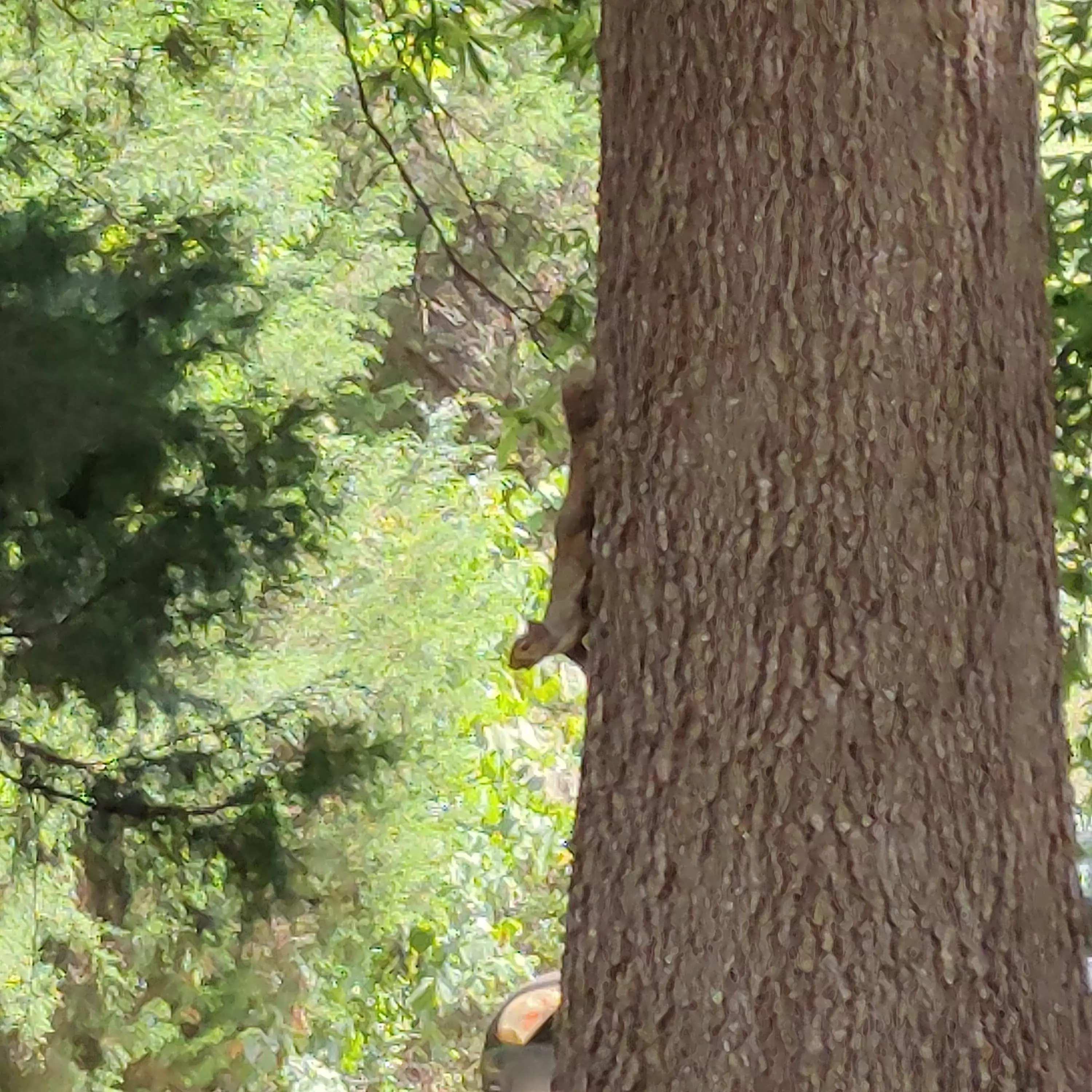 Un esquirol s'enfila a un arbre davant d'un bosc