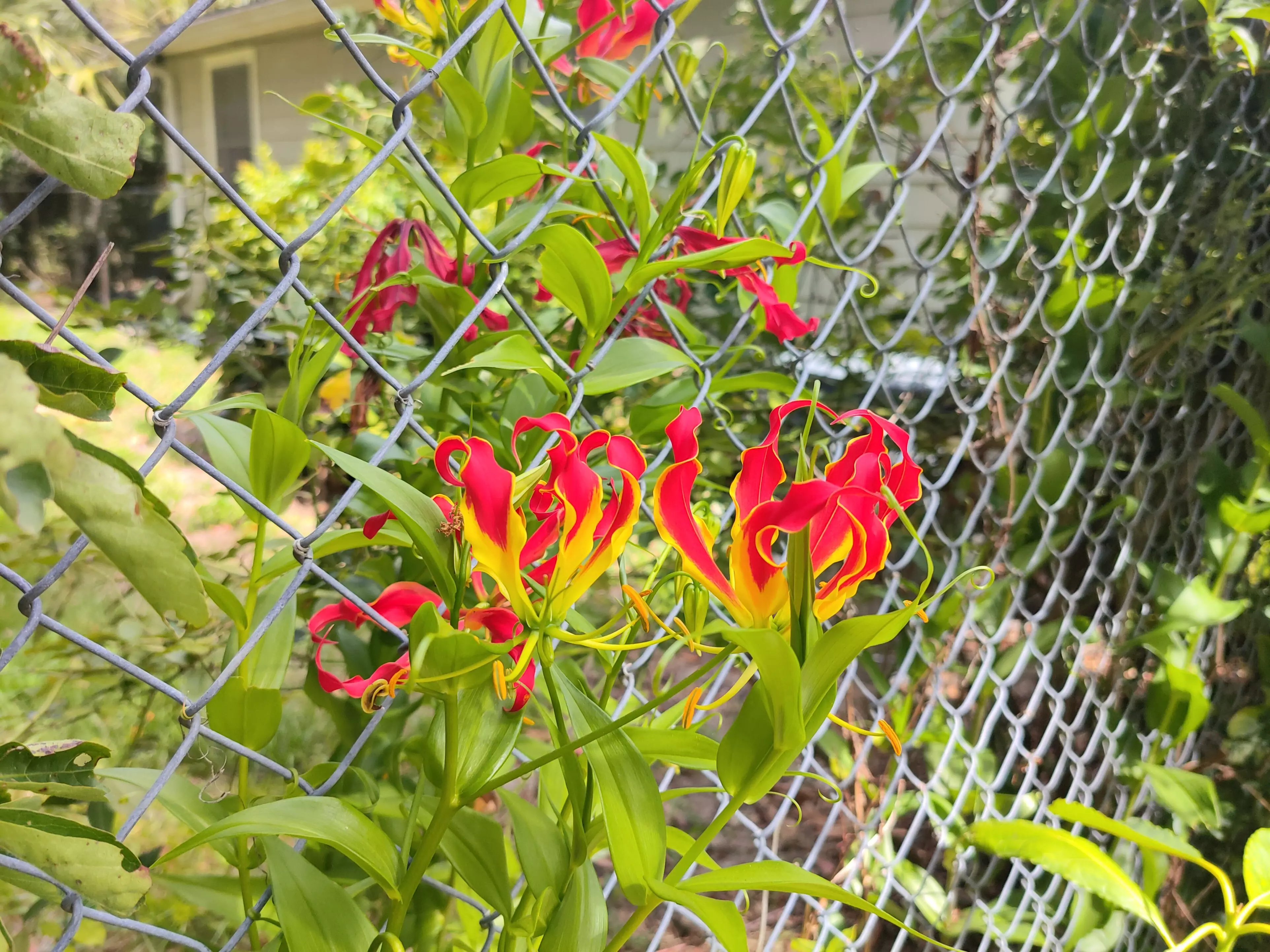 Ett foto av klarröda blommor.