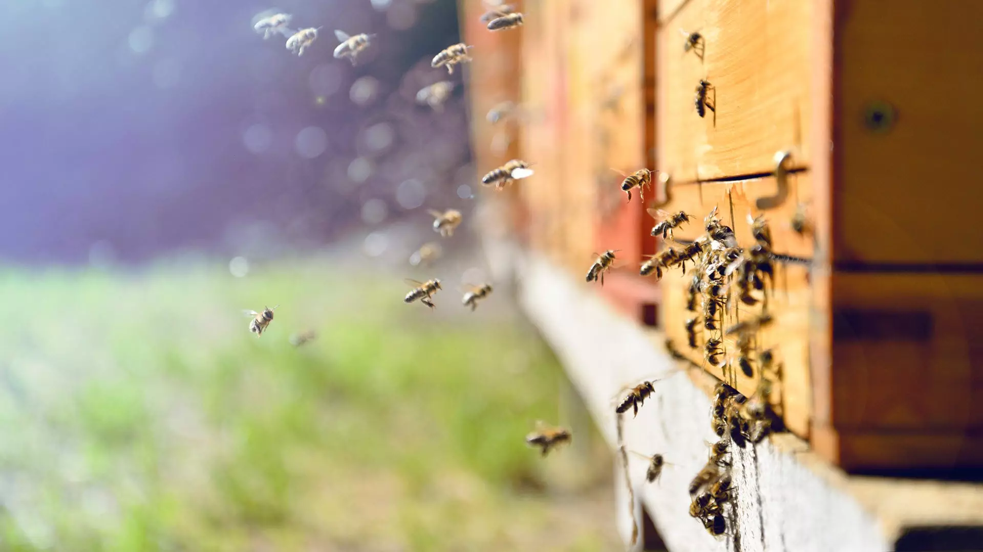 Alexa ช่วยชีวิตผู้หญิงคนหนึ่งหลังจากถูกผึ้งต่อยถึงตาย
