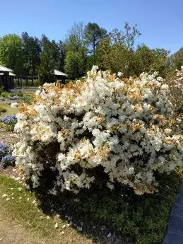 Slika cvetočega grma, posneta z ZTE Axon 20 5G