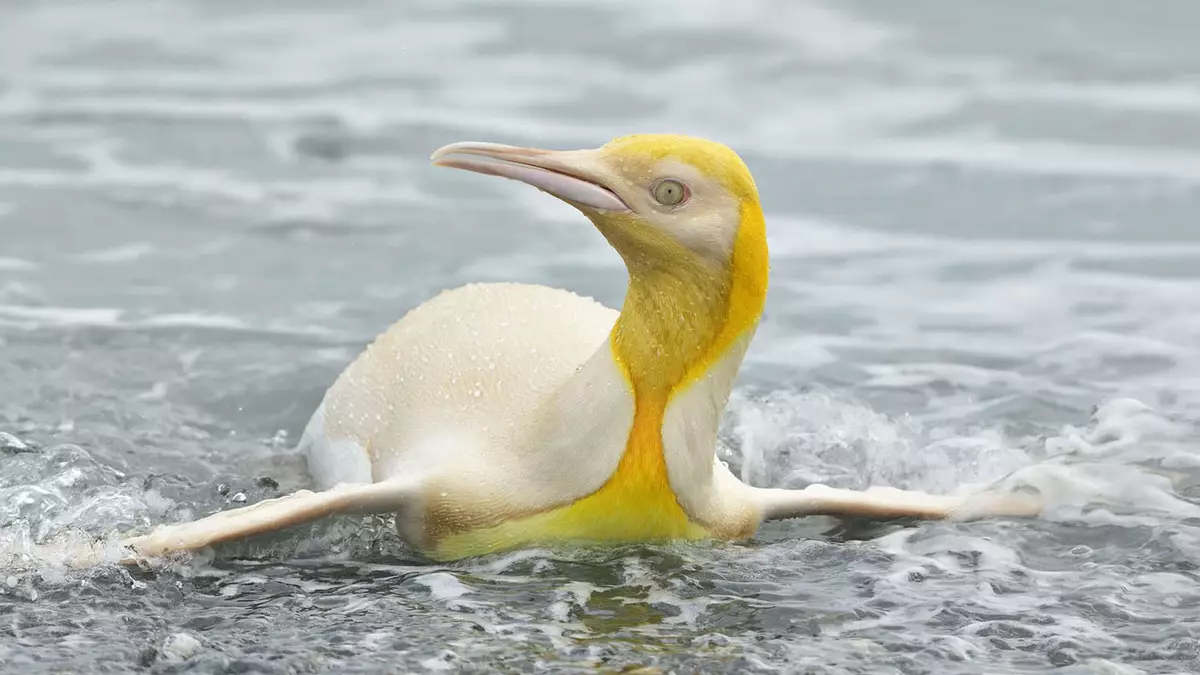 Penguin kuning jarang berenang di lautan