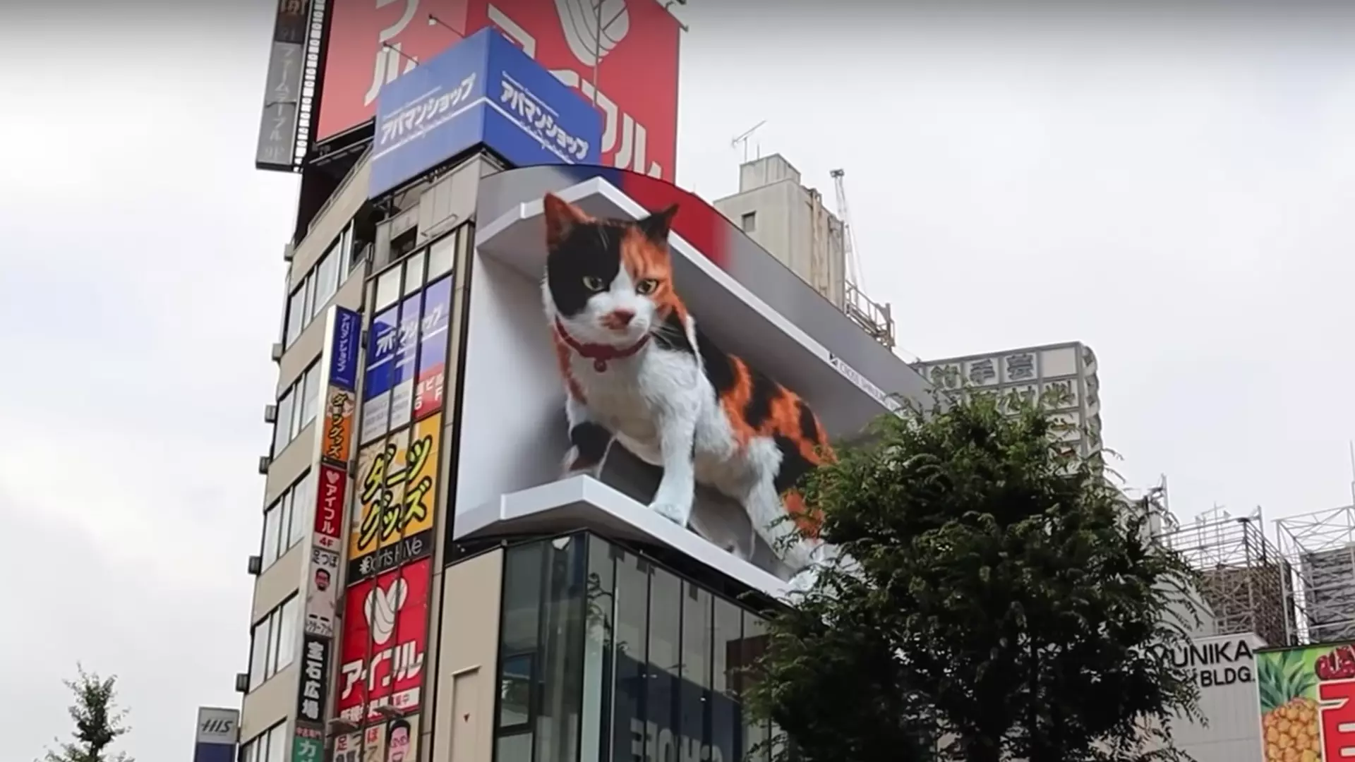 Diese riesige 3D-Katzen-Werbetafel ist so realistisch, dass Sie sie sich persönlich ansehen möchten