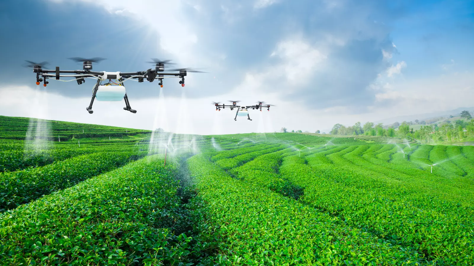 Drones agrícolas voando e pulverizando colheitas sobre um campo