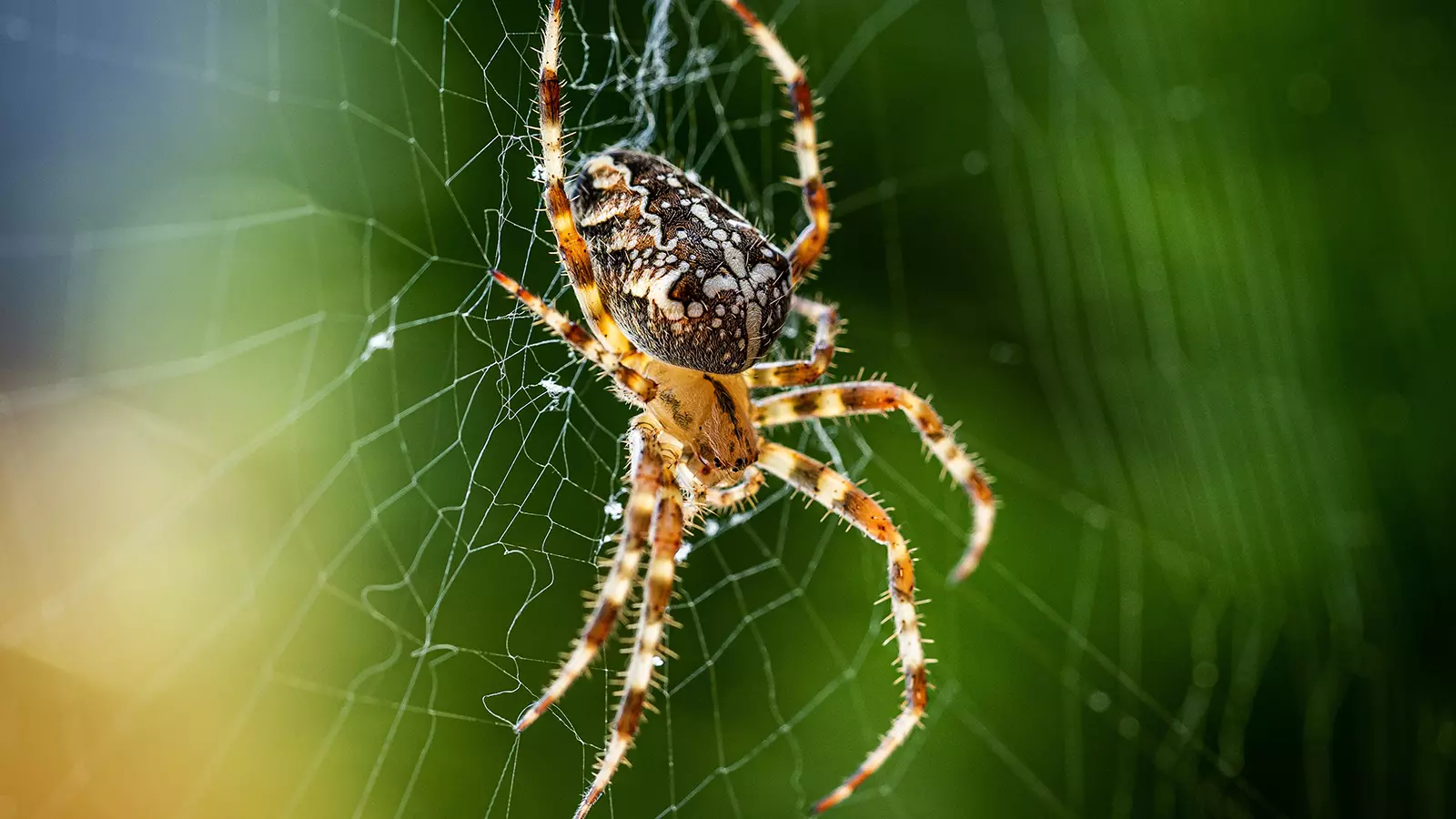 クモの脚は、脳の助けを借りずに自律的にウェブを構築します