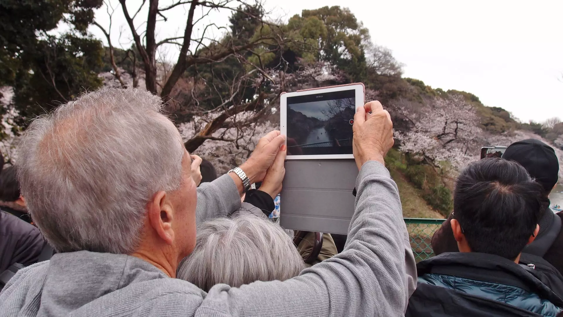 Un home fent una foto de cirerers en flor amb el seu iPad