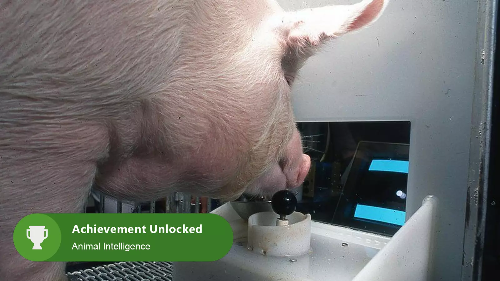 Kontrolierius Hog: kiaulės gali žaisti vaizdo žaidimus, sako recenzuojamas tyrimas
