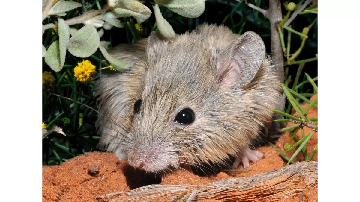 澳大利亚古尔德老鼠的照片。