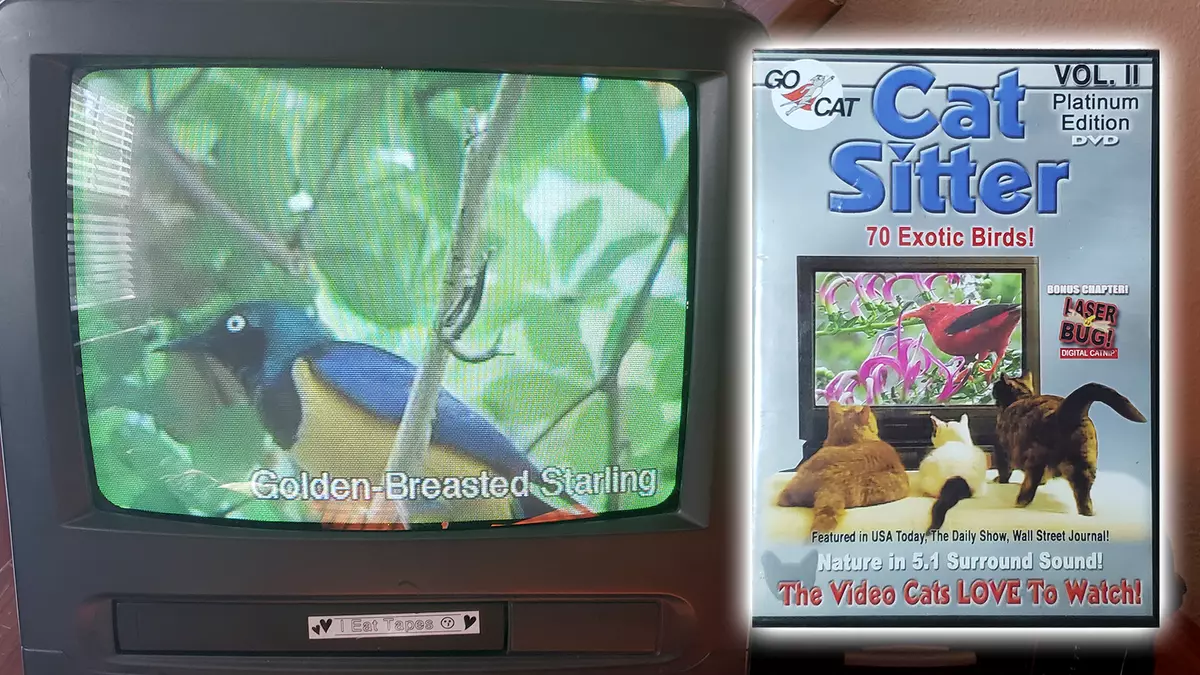 Egy fotó a Cat Sitter DVD tokról és egy régi tévéről.