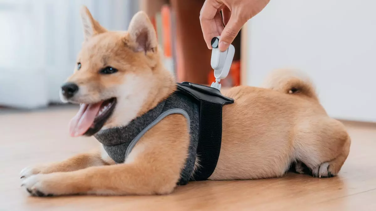Eine Action-Kamera, die am Geschirr eines Hundes befestigt ist.