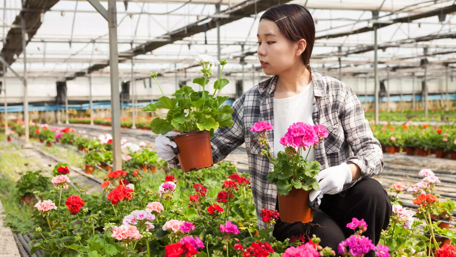 Veselé květinářství drží hrnkové květiny pelargónie ve skleníku