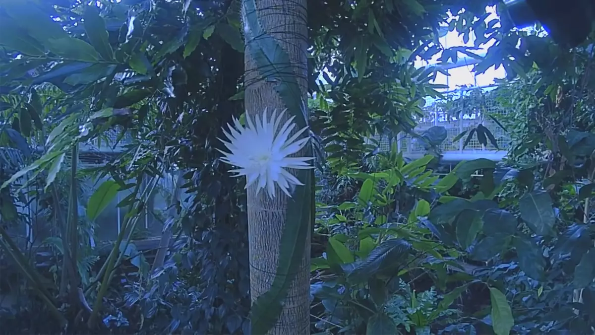 Цвета кактусот Moonflower