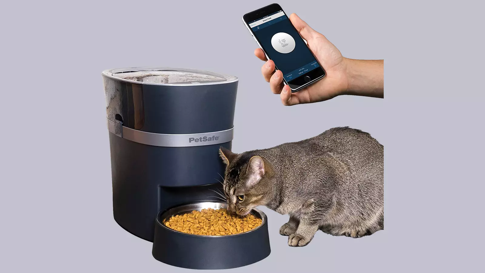 पेटसेफ स्मार्ट फीड पेट फीडर मांजर खात आहे आणि सोबती अॅप उघडलेला स्मार्टफोन धरणारा तरंगणारा हात