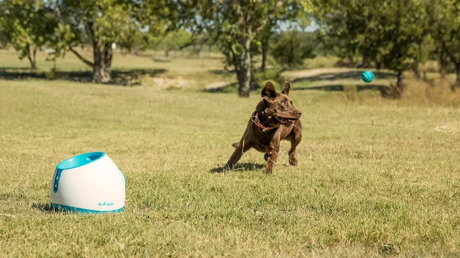 iFetch بال لانچر پارک میں کتے کے لیے گیند کو شوٹ آؤٹ کر رہا ہے۔