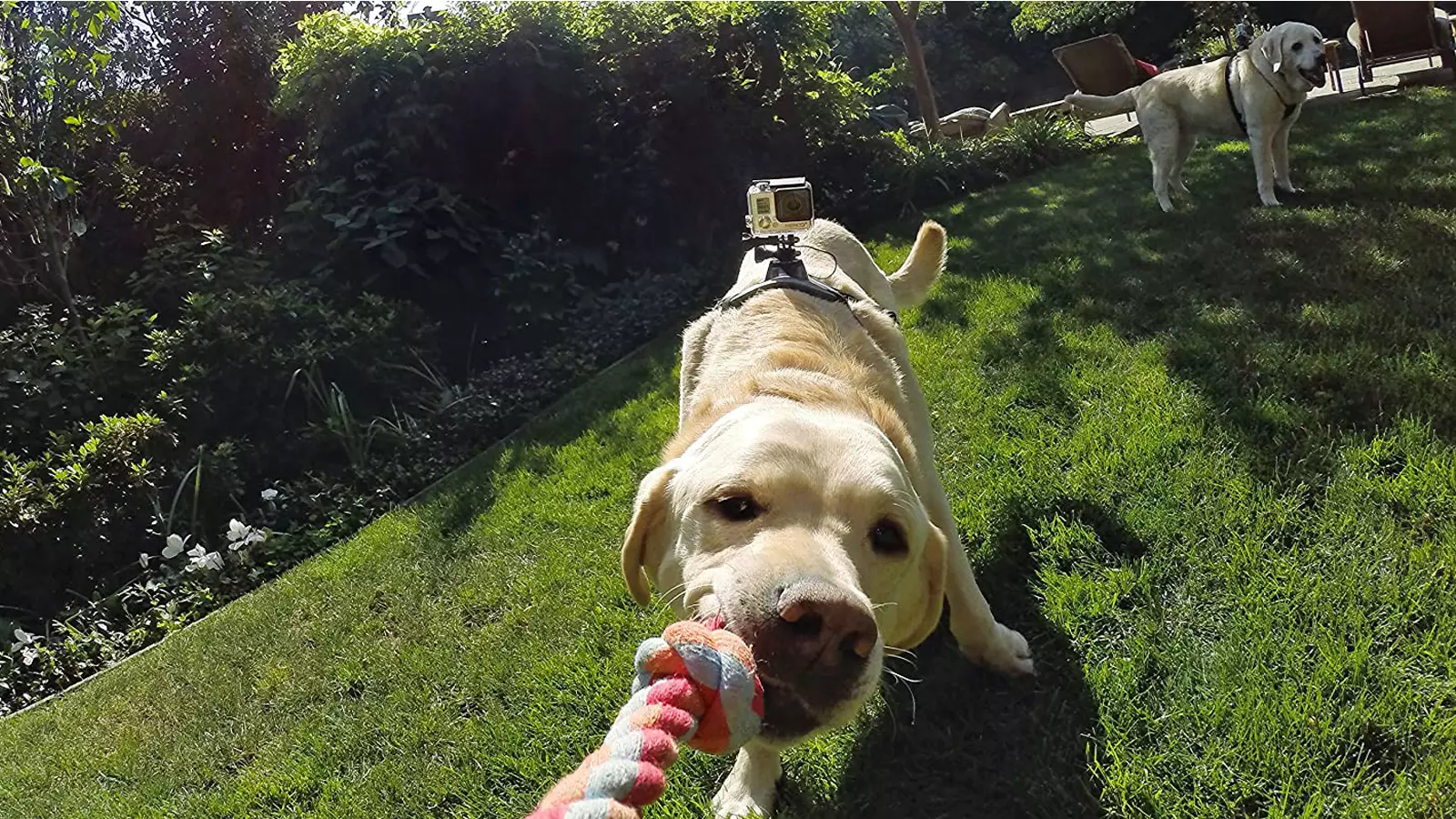 अंगणात खेळण्यांसोबत खेळणाऱ्या कुत्र्यावर GoPro फेच हार्नेस
