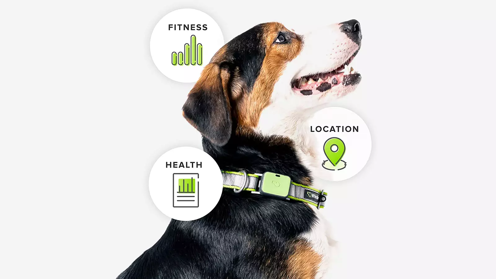 Whistle Go Explore uređaj za praćenje kućnih ljubimaca na ogrlici za psa