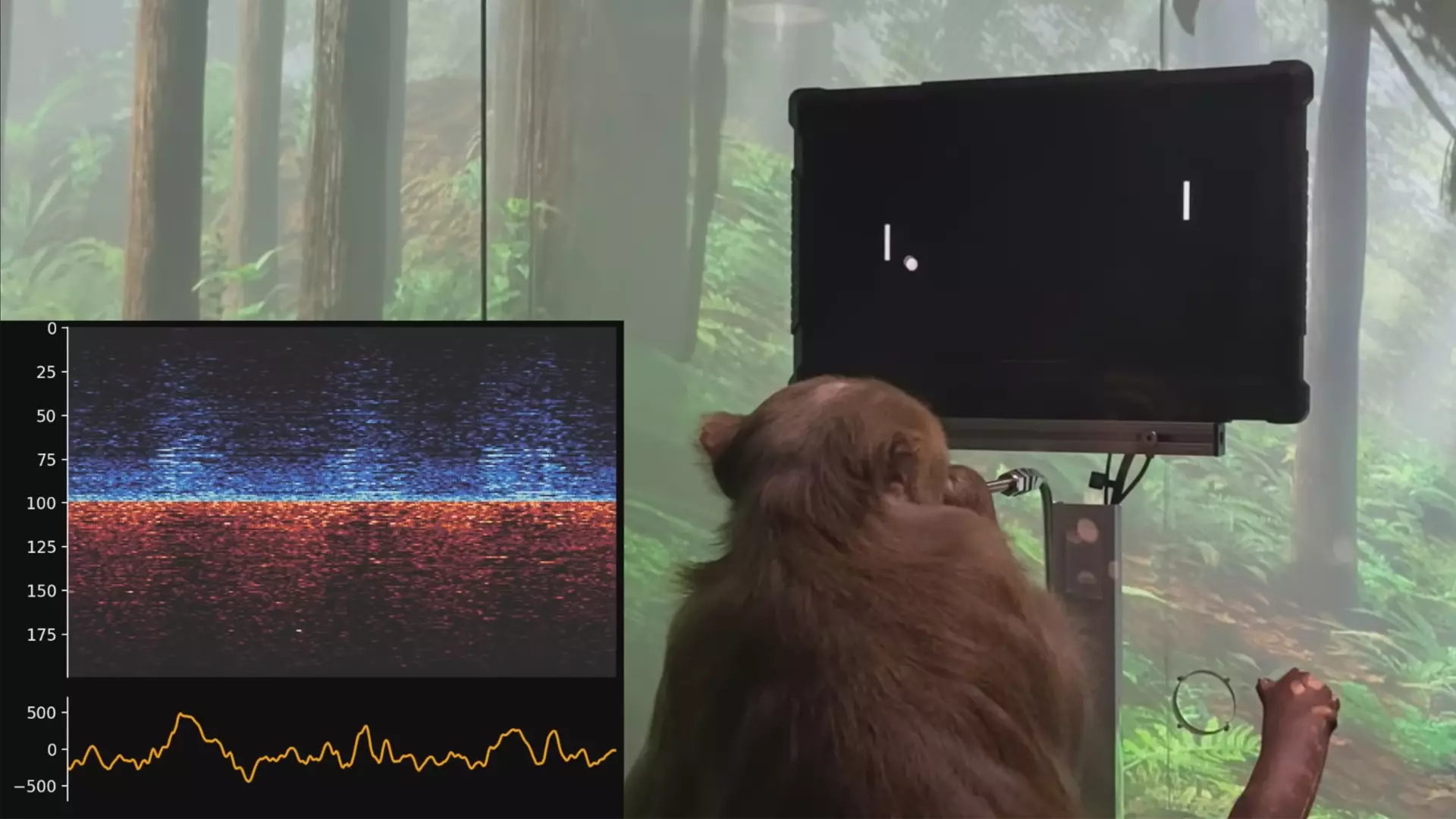 Παρακολουθήστε έναν πίθηκο να παίζει πονγκ με ένα εμφύτευμα εγκεφάλου Neuralink