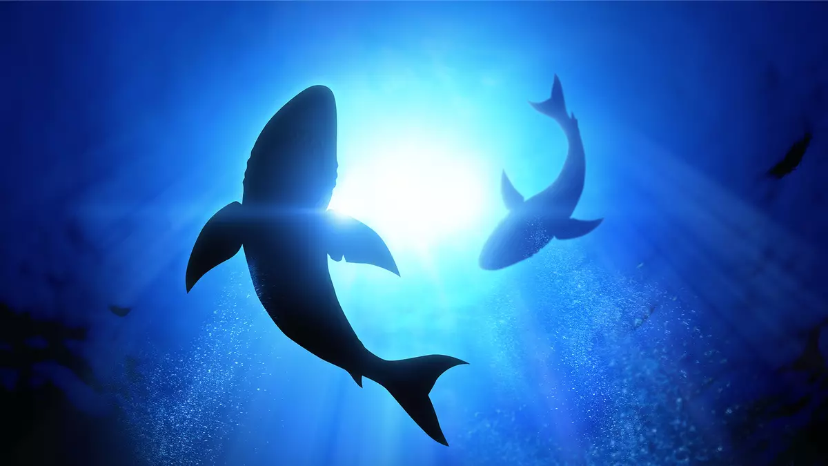 Morski psi plavajo v temnih vodah.