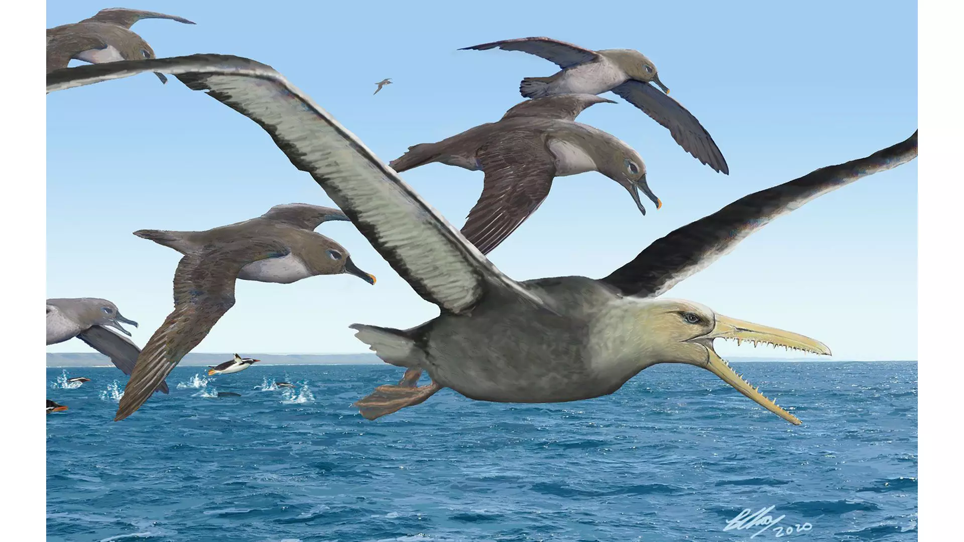 Wetenschappers vinden kaakbeen van mogelijk grootste vogel ooit op Antarctica