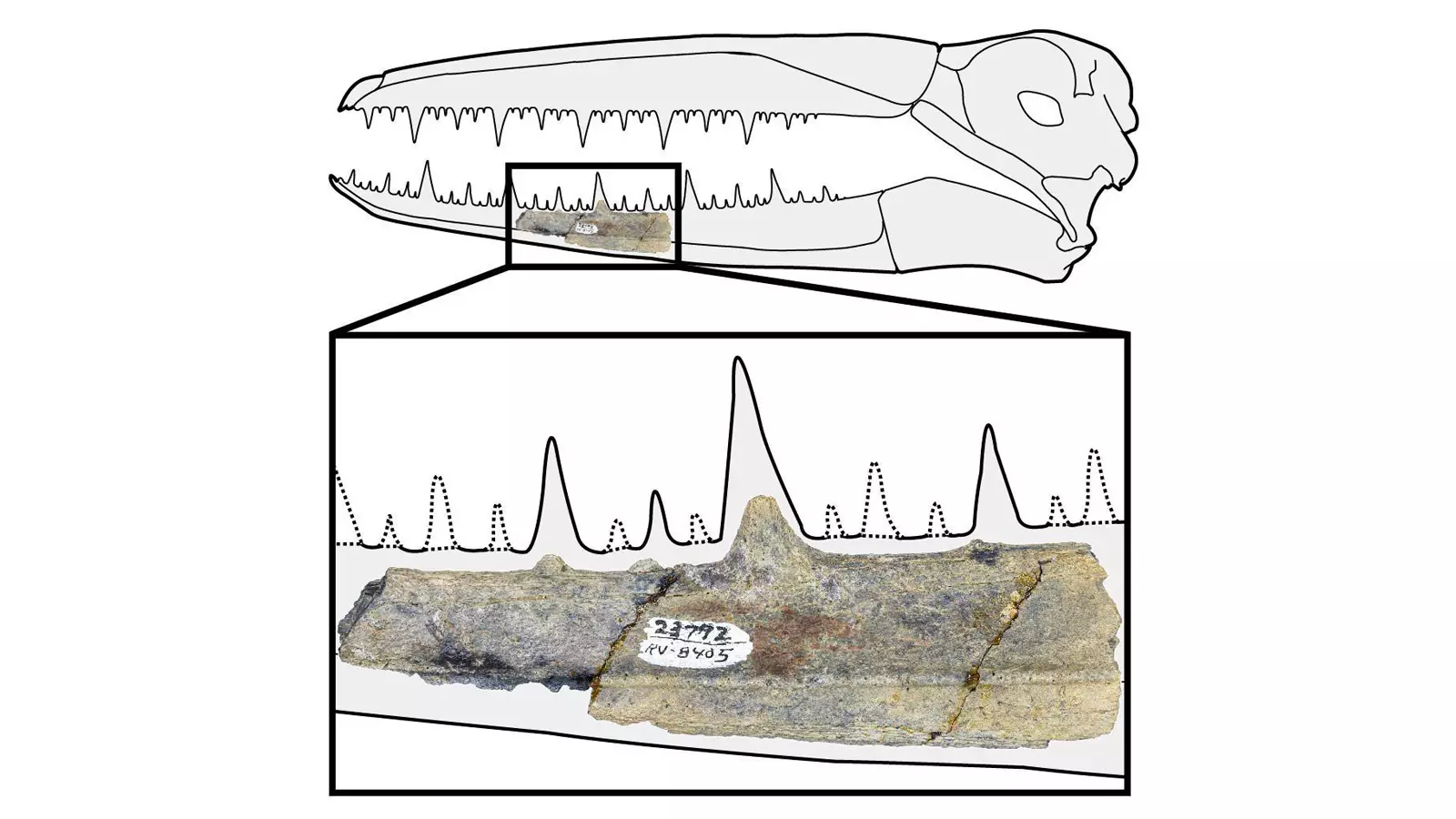 ಪೆಲಾಗೊರ್ನಿಥಿಡ್ನ ದವಡೆಯ ಮೂಳೆಯು 37 ದಶಲಕ್ಷ ವರ್ಷಗಳ ಹಿಂದೆ ಹಾಕಿದ ಕಲ್ಲಿನ ರಚನೆಯಲ್ಲಿ ಕಂಡುಬಂದಿದೆ.