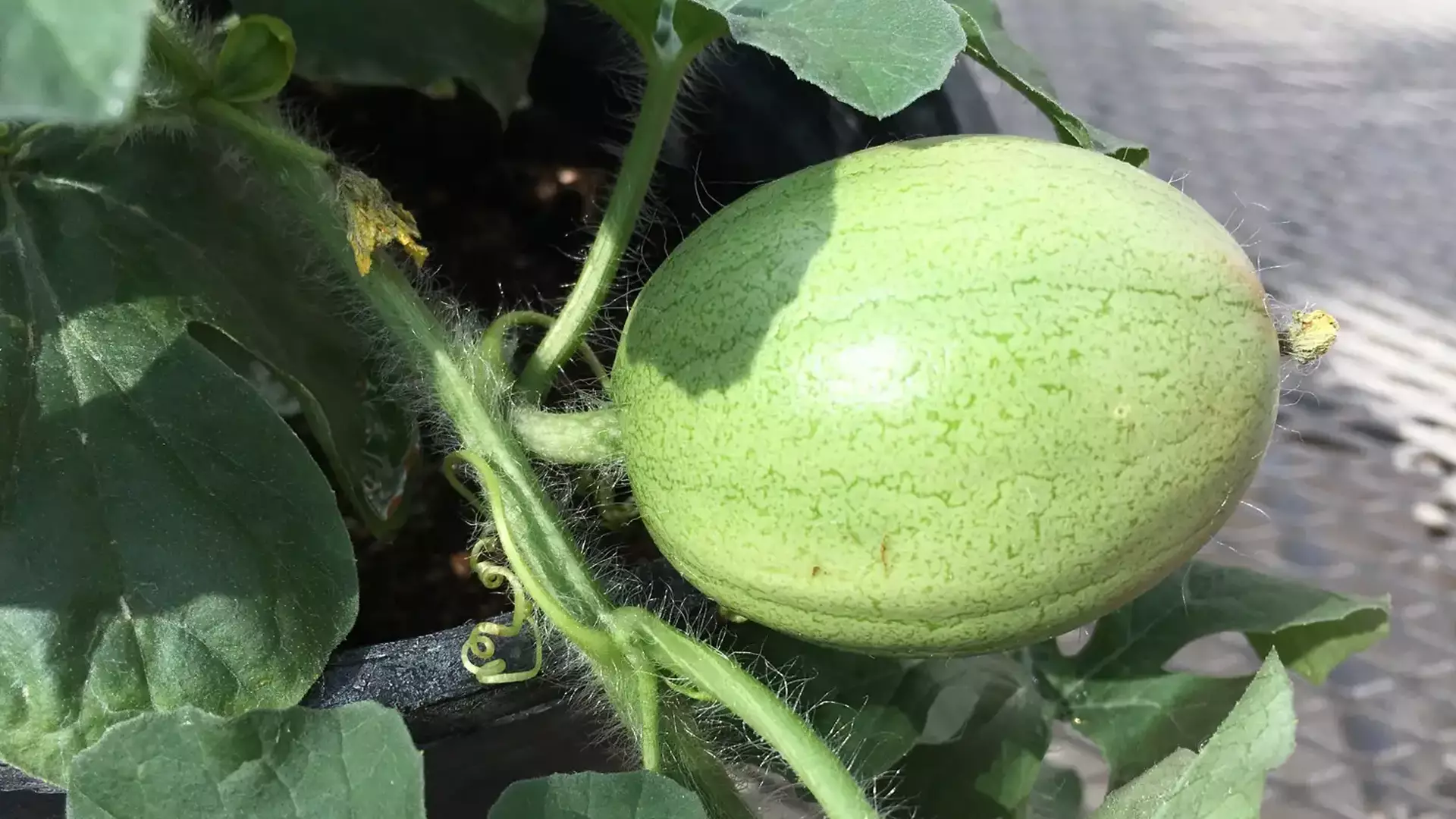 Vedci odhalili najstaršieho predka pokorného vodného melónu
