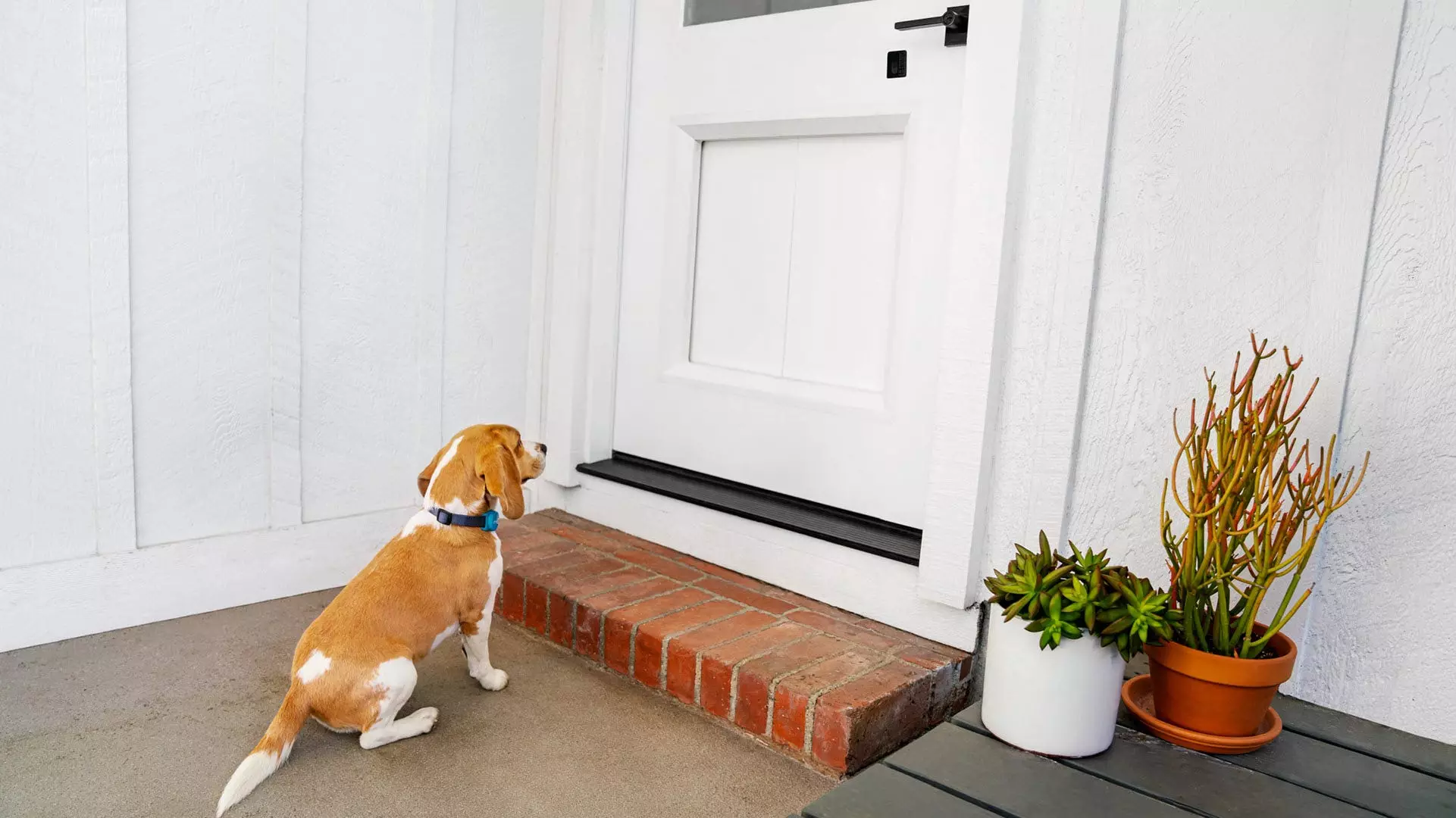 Собака чекає біля дверей зі швом посередині.
