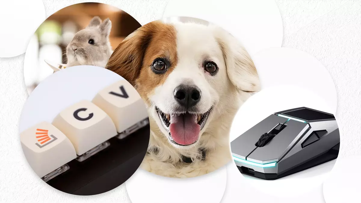 Fotos de um gato, cachorro, mouse e teclado.