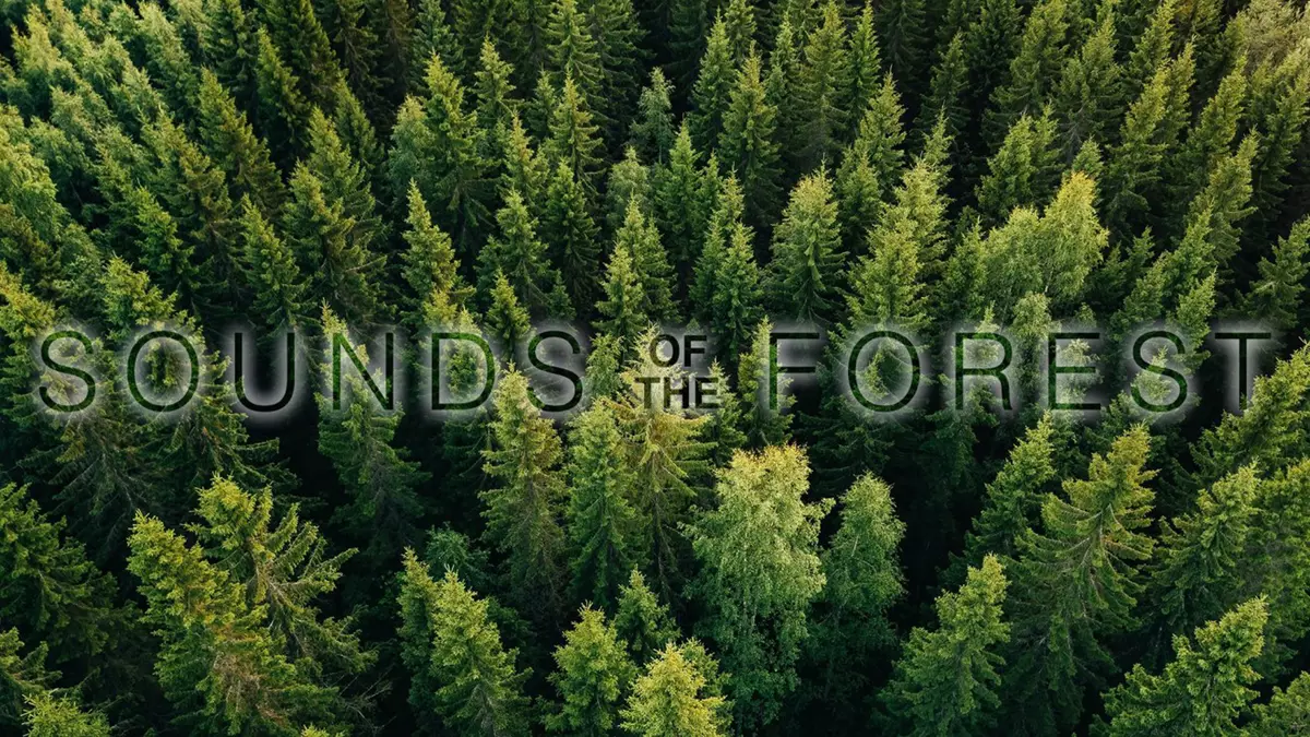 Vogelperspektive eines Waldes mit den Worten