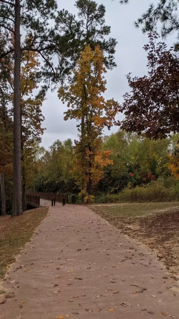 Pixel 5의 샘플 이미지. 저 멀리 노란 잎사귀가 있는 산책로와 나무