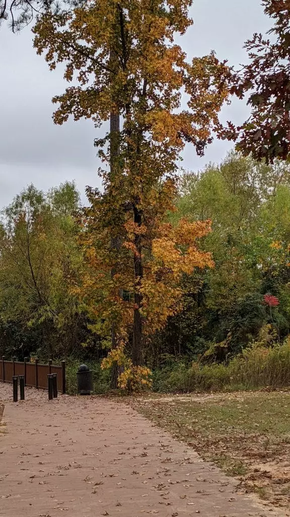 Նմուշ պատկեր Pixel 5-ից: Քայլող արահետ և ծառ՝ հեռվում դեղին տերևներով, 2x մեծացված