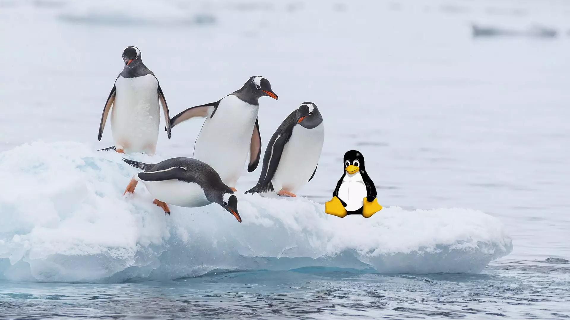 Gentoo-pingviner kan være fire arter i stedet for én